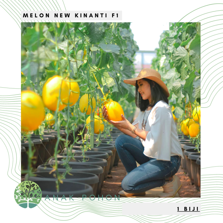 Benih Bibit Biji - Melon New Kinanti F1 Hibrida Seeds - Tahan Virus Gemini - Panen Dalam 65 HST ...