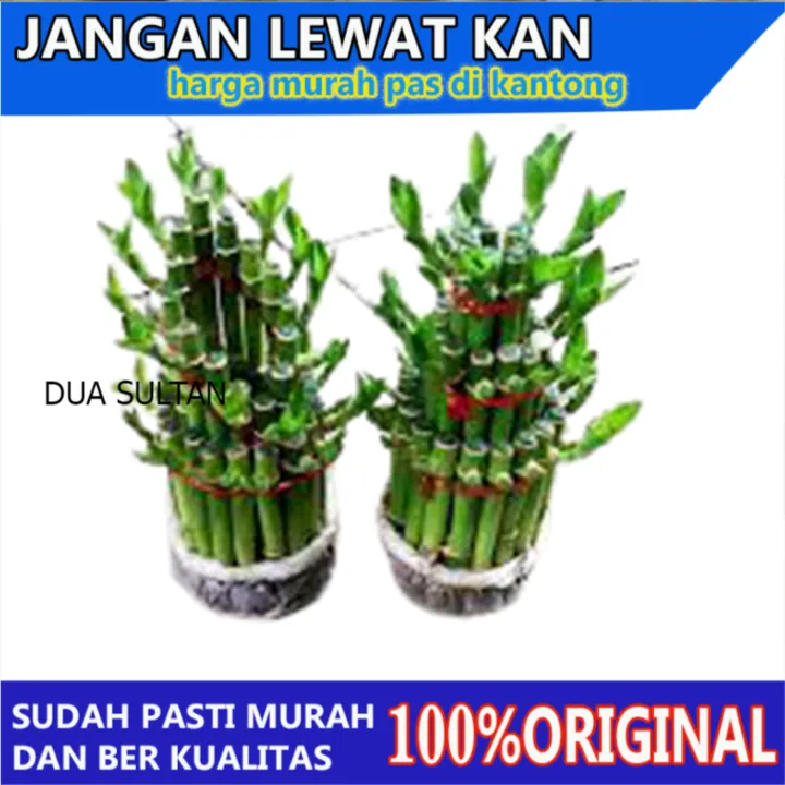 BAMBU HOKI SRI REJEKI | Lazada Indonesia