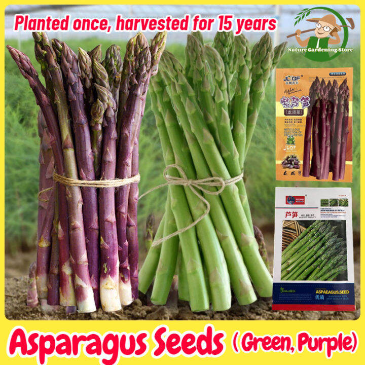 100% Original Organic Asparagus Seeds for Planting (10 Seed - Green ...