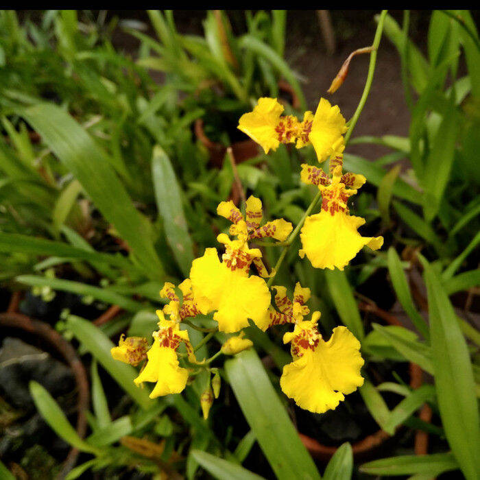 anggrek oncidium golden sower golden shower - spike | Lazada Indonesia
