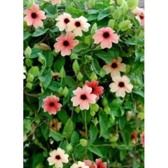 seeds Quality seed plant seeds Thunbergia alata Blushing Susie Mix ...
