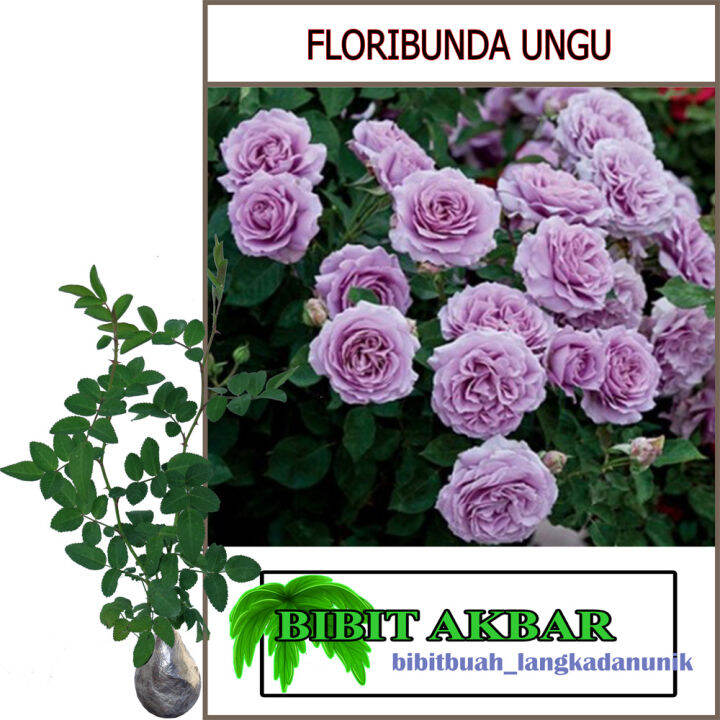 Mawar Floribunda Ungu | Lazada Indonesia