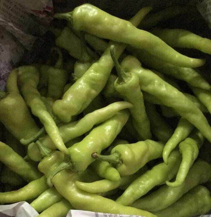 Lada solok/ lada hijau / lada nasi kerabu / cili solok /cili hijau | Lazada