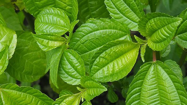 LALAPAN DAUN POHPOHAN SEGAR 250 GRAM | Lazada Indonesia