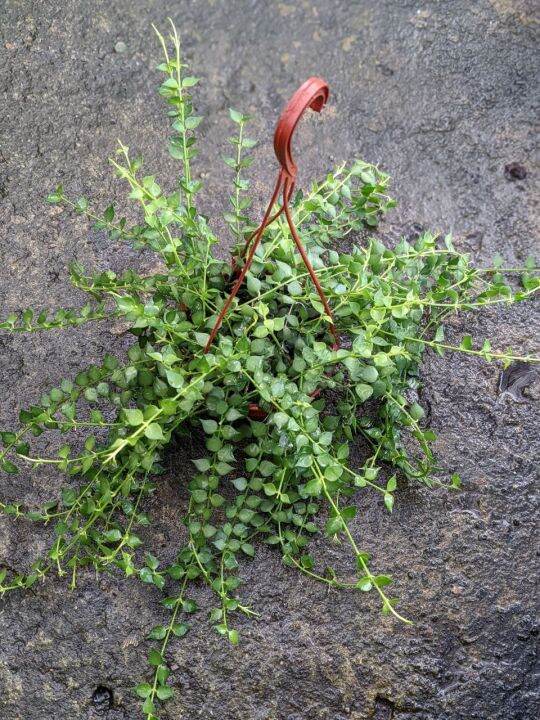 String of Raindrops (Dischidia Ruscifolia / Million Hearts) - Easy Care ...