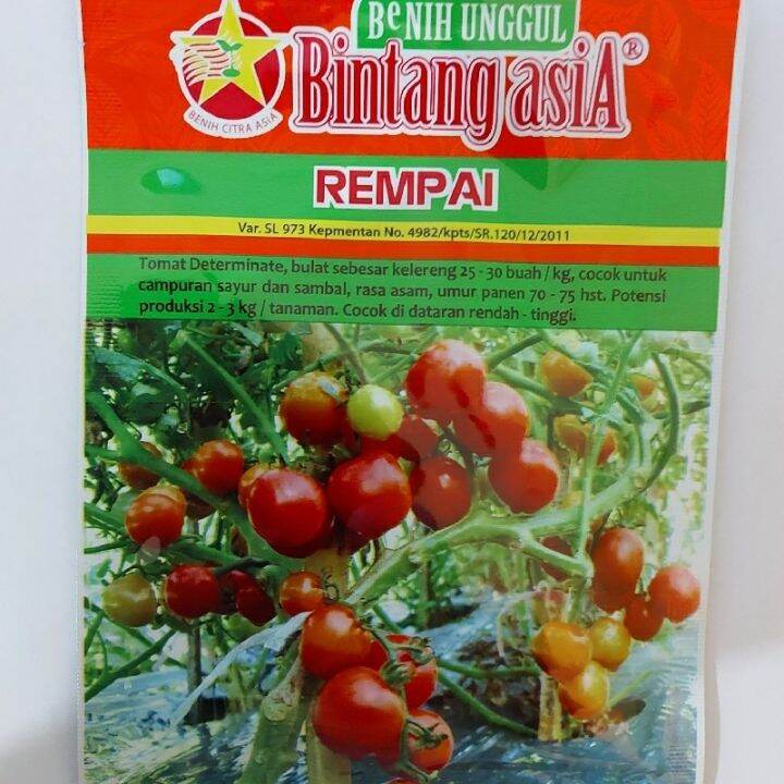 Benih Tomat Rampai Rempai Cungkediro 10gr Bintang Asia | Lazada Indonesia