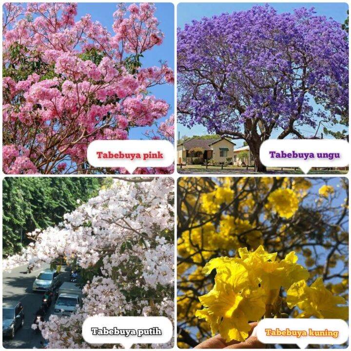 PAKET 4 Bunga Tabebuya Pink Kuning Putih dan Ungu Bunga Sakura Tabebuya ...