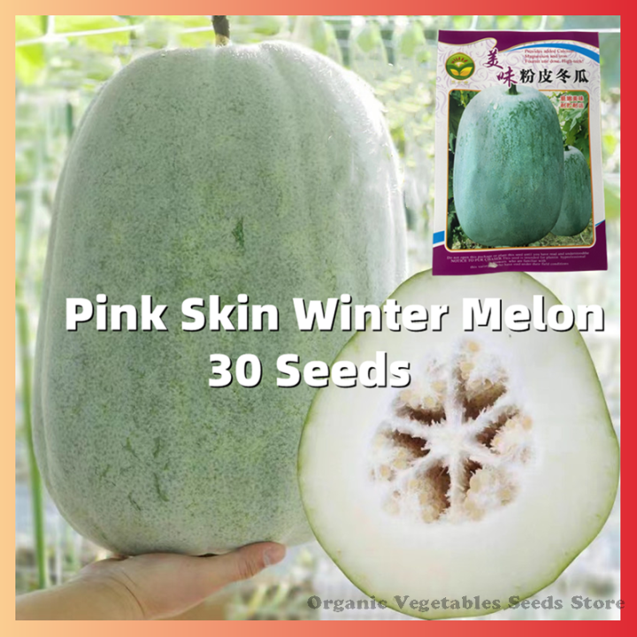 30 Seeds Pink Skin Giant Winter Melon Seeds for Sale 粉皮冬瓜种子 Benih ...