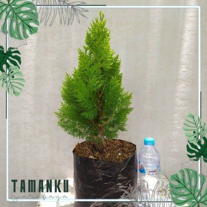 Cemara Kipas bibit tanaman Cemara kipas pohon cemara Wisata Agrotani ...