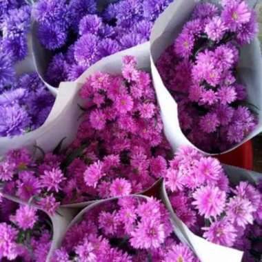 Bunga Pikok Fresh Cut Peackok Aster Potong Dekorasi Buket | Lazada ...