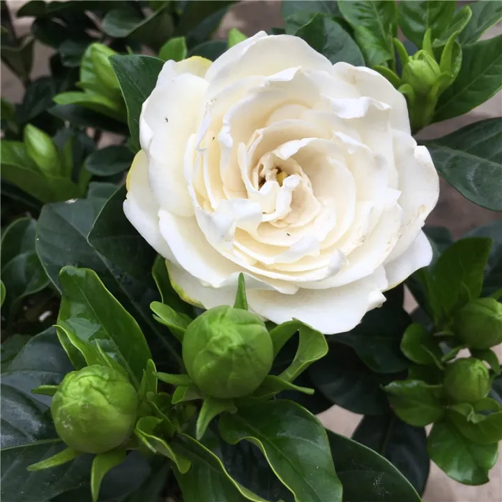 Authentic Gardenia Seeds Cape Jasmine Fragrant Flower Seeds Packed (It ...