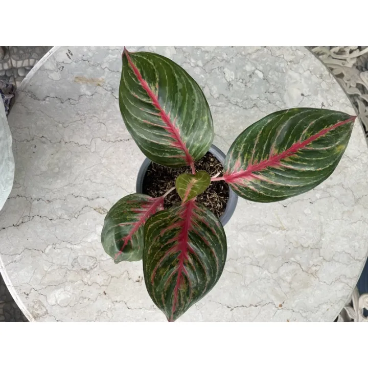 Anikanik Ph - Red Siam Aglaonema Rooted Plant seeds | Lazada PH