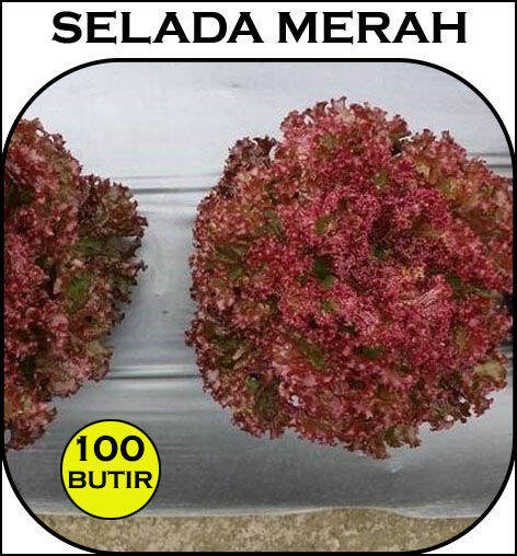 Benih Eceran Selada Merah isi 100 Butir | Lazada Indonesia