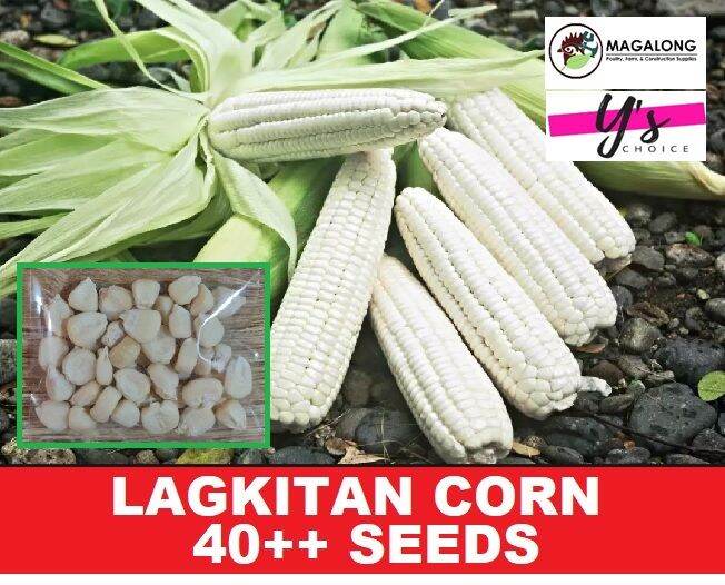 *INTRODUCTORY SALE!!!* WAXY CORN LAGKITAN 40++ SEEDS (CONDOR) | Lazada PH