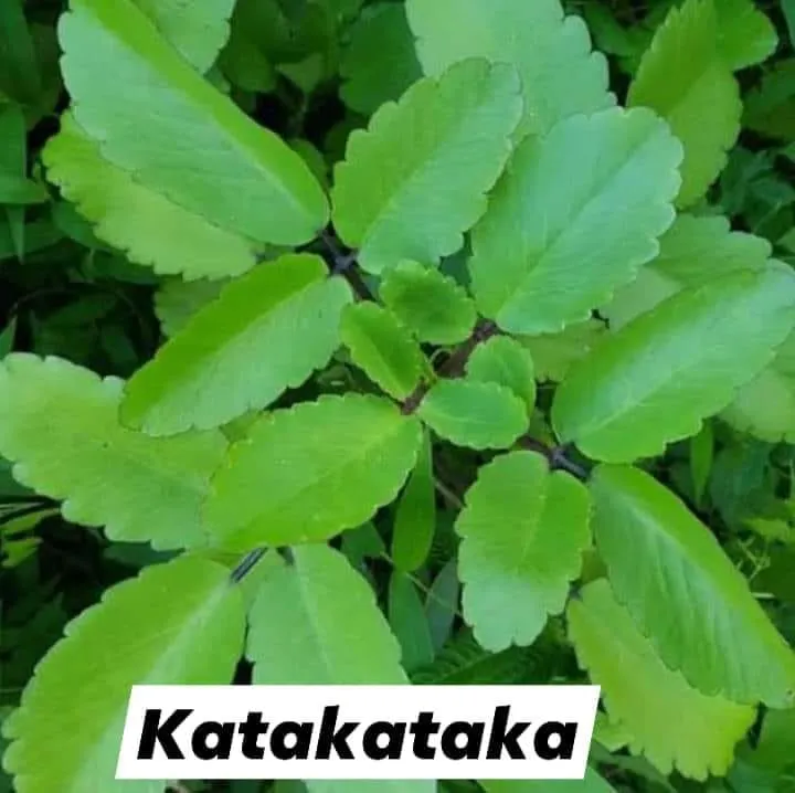 katakataka herbal miracle leaf of life | Lazada PH