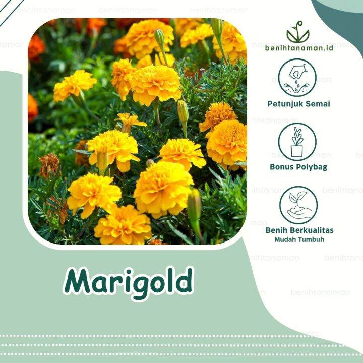 20 Biji - Benih Bunga Marigold | Lazada Indonesia