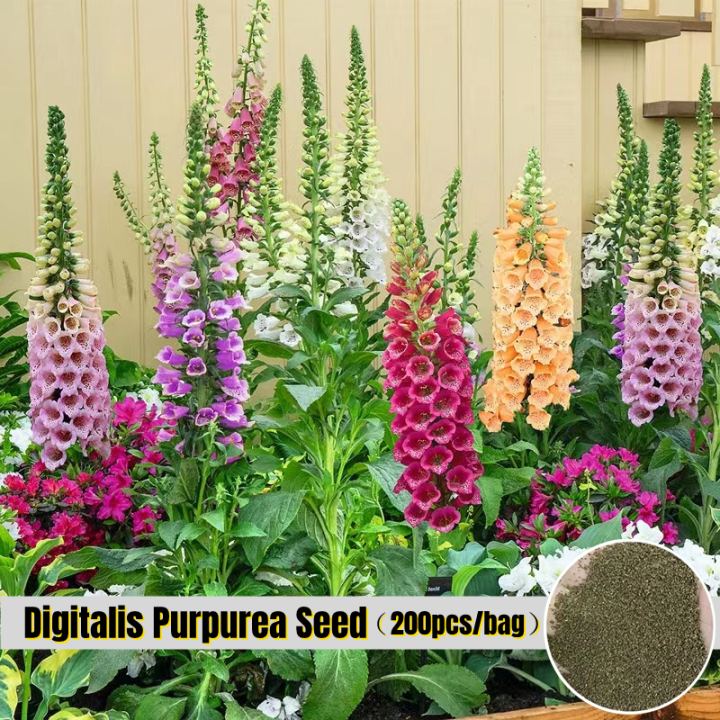 [Fast Germination] Mixed Colors Digitalis Purpurea Seed for Sale （200 ...