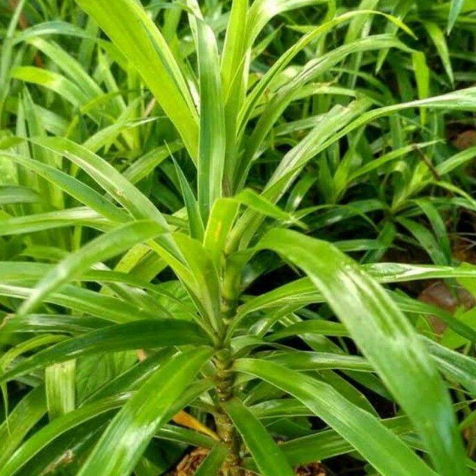 Tanaman suji belut - Tanaman herbal daun pandan suji - Pohon sugih belut | Lazada Indonesia