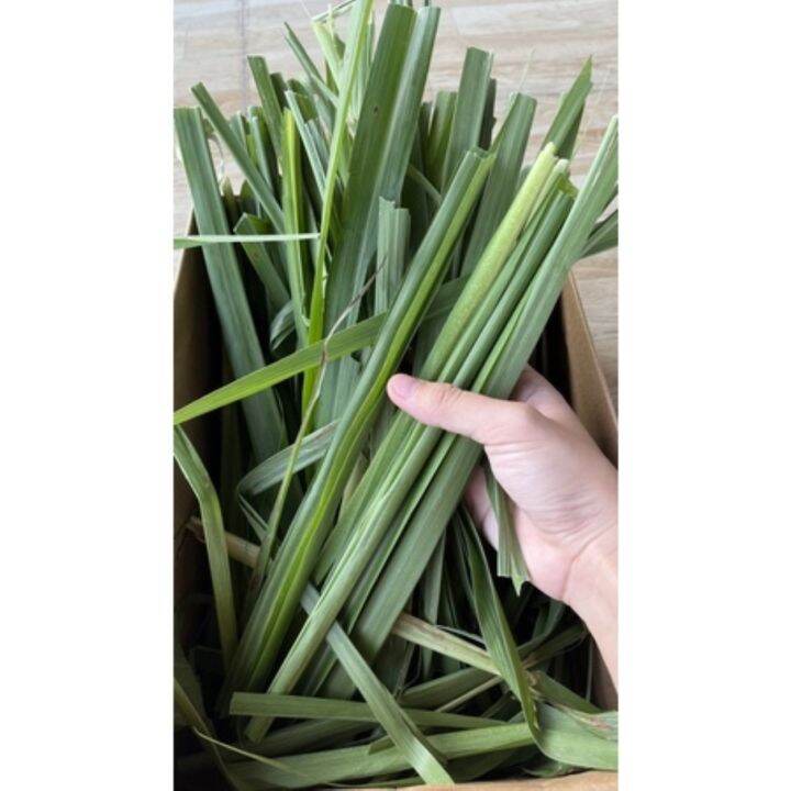 Fresh Hay / Napier Grass (Best for rabbits cows and goats) 1 KG | Lazada PH