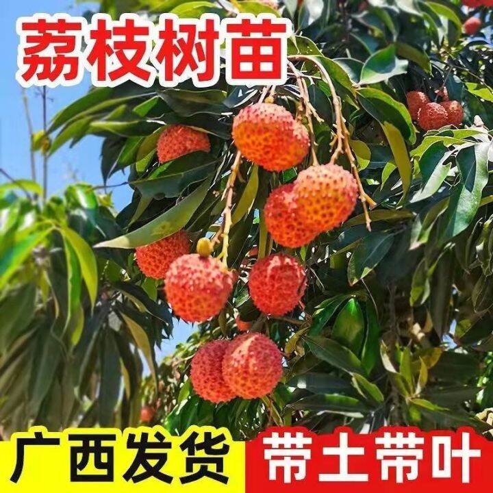 Litchi tree grafted seedling concubine laughing fairy into osmanthus ...
