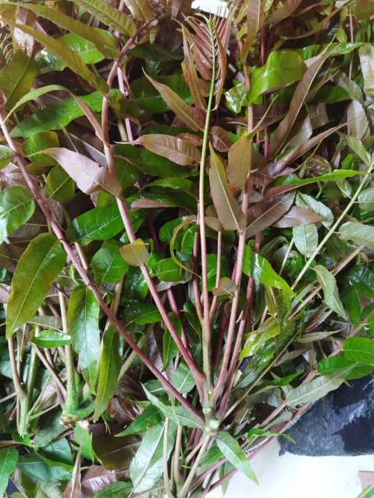 Daun suren atau surian segar 1 kilo | Lazada Indonesia