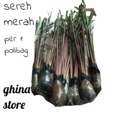 Tanaman Herbal Sereh Merah Super / Pohon Sereh Merah Asli / Tanaman ...