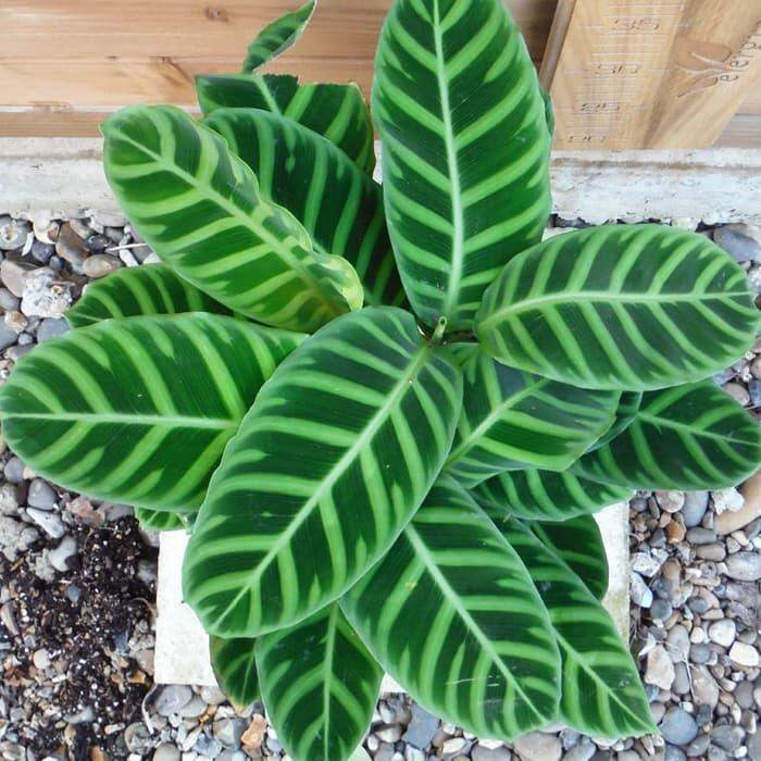 Tanaman Calathea Zebrina ( Zebra Hijau ) | Lazada Indonesia