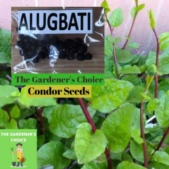 Alugbati seeds | Lazada PH