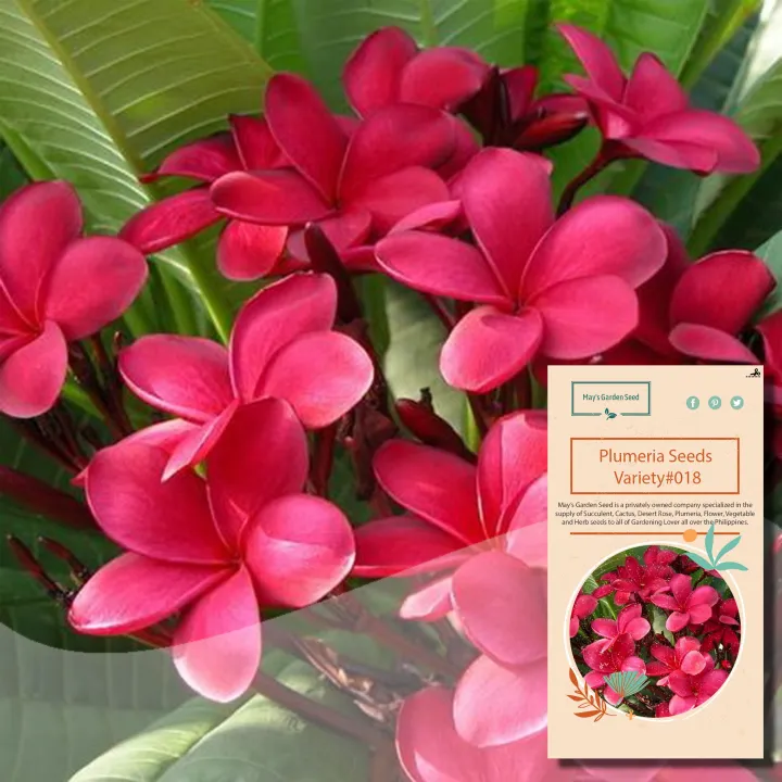 Pure Red with White Edge Kalachuchi Seeds, Plumeria Seeds - Variety#018 ...