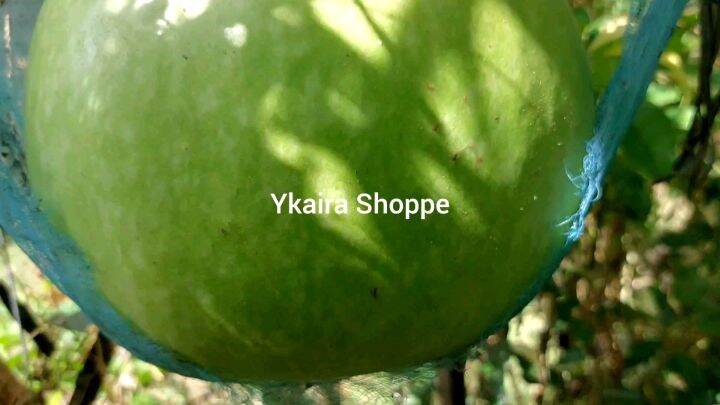 Round Variety Upo Jumbo 3 Seeds for Planting Binhi Pantanim | Lazada PH