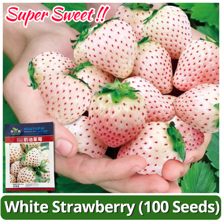 Super Sweet White Strawberry Seeds (100 Seeds) Rare White Butter ...