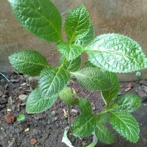 bibit tanaman daun pecut kuda atau jarong | Lazada Indonesia