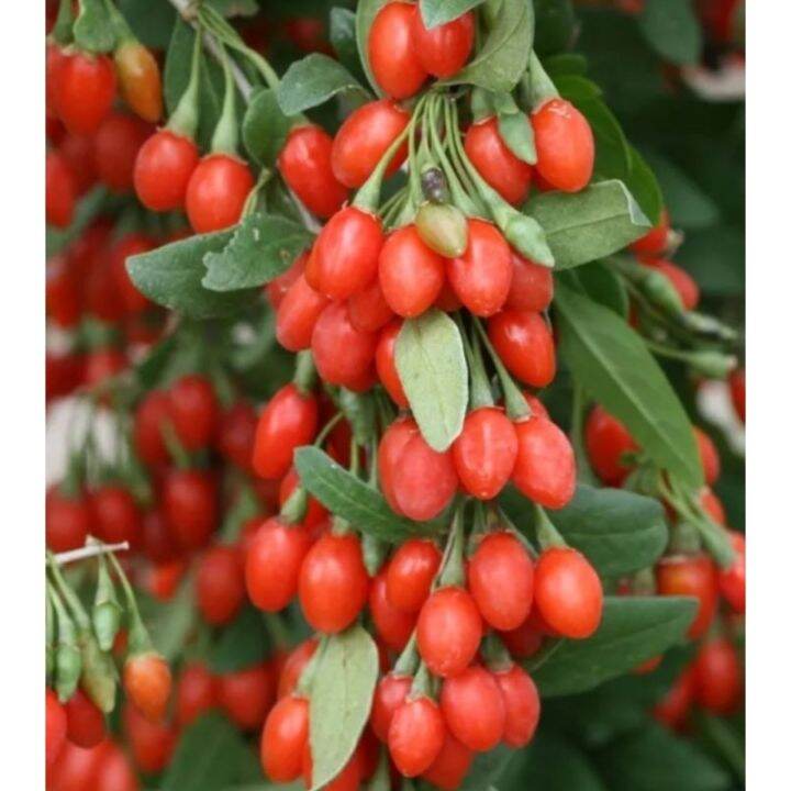 5 Biji Benih BUAH GOJI BERRY rasa manis segar | Lazada Indonesia