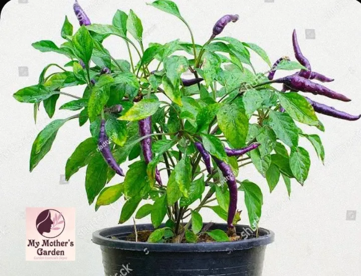 Malaysian Sili Live Plant with FREE plastic pot, and garden soil ...