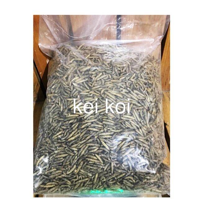 MAGGOT MAGOT OVEN KERING 100 GRAM PAKAN IKAN PROTEIN TINGGI | Lazada ...