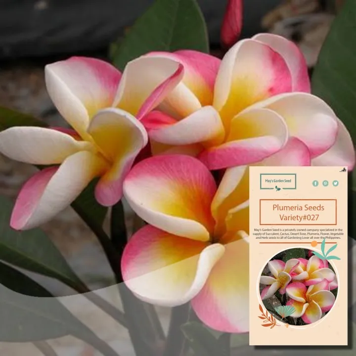 Rare Color Yellow-White-Pink Kalachuchi Seeds Plumeria Seeds - Variety ...