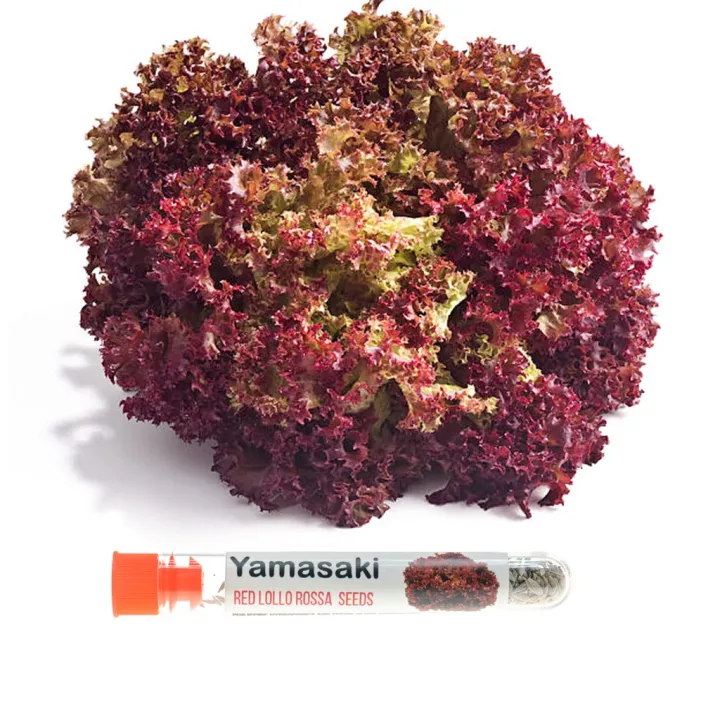 FV JY commercial lettuce seeds (It's a seed, not a plant!)green span ...