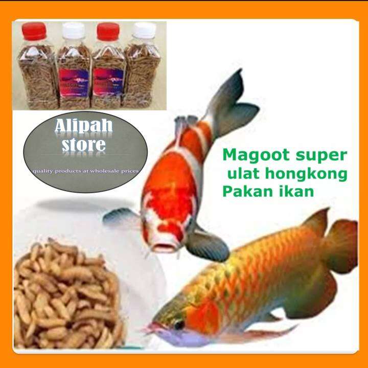 ulat hongkong kering MAGGOT Super Pakan ikan predator 50 gram | Lazada ...