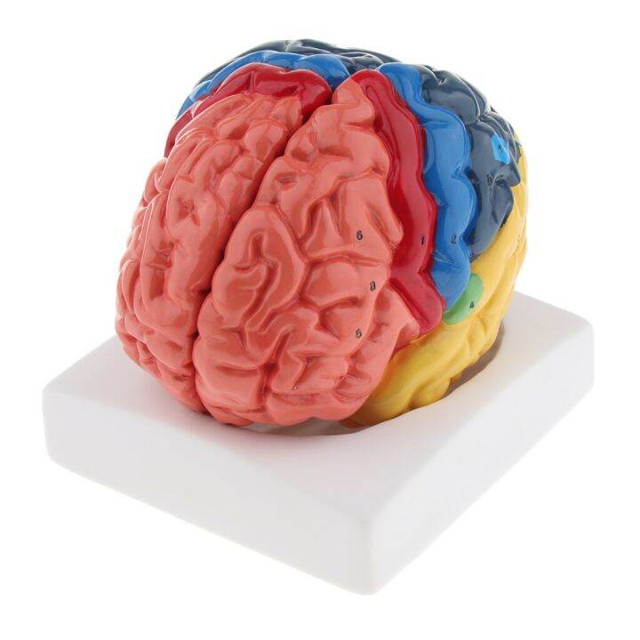 Lifesize Brain Model Anatomical Brain Model เป็นมิตรกับสิ่งแวดล้อม PVC ...
