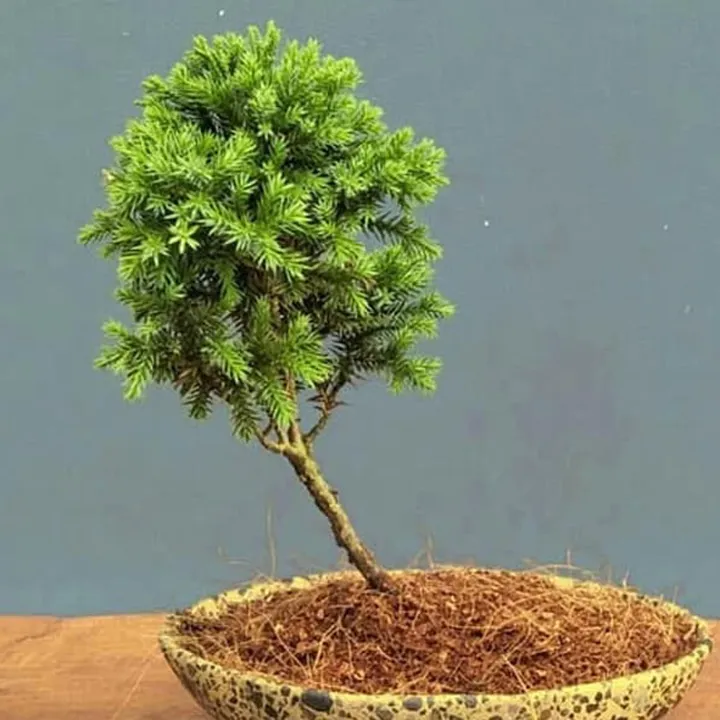 Cemara pua-pua duri - Hebat Garden | Lazada Indonesia