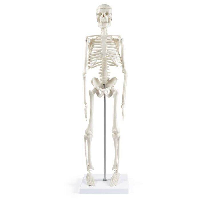 Human Skeleton Model Anatomy Human Body Model Joint Movable Removable ...