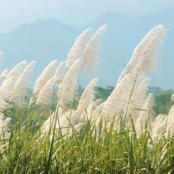 300 Benih Biji Glagah Gelagah Gelagah Galoga Tebu Galagah Kalagah Tebiu ...