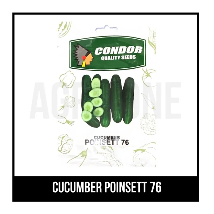 Condor Cucumber Poinsett 76 | Lazada PH