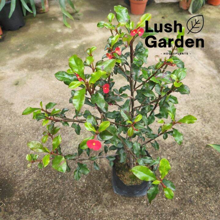 Euphorbia Geroldii / Milii / Pokok Mahkota Putri / 麒麟花 Pokok Bunga ...