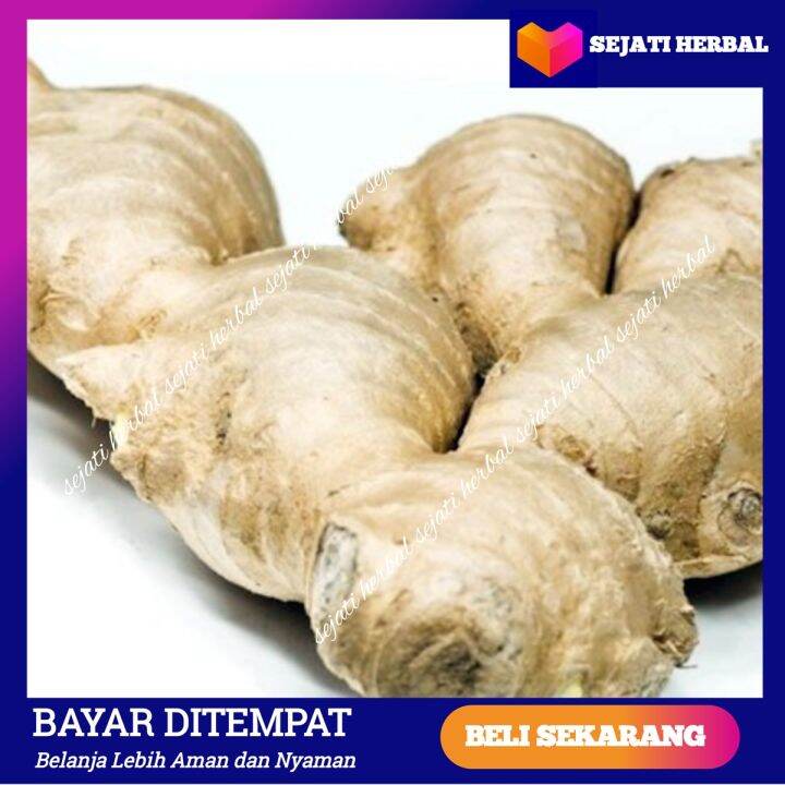 Jahe gajah 1 kg benih Jahe gajah Jahe gajah 1kg benih Jahe gajah super ... Jahe gajah 1 kg benih Jahe gajah Jahe gajah 1kg benih Jahe gajah super ...