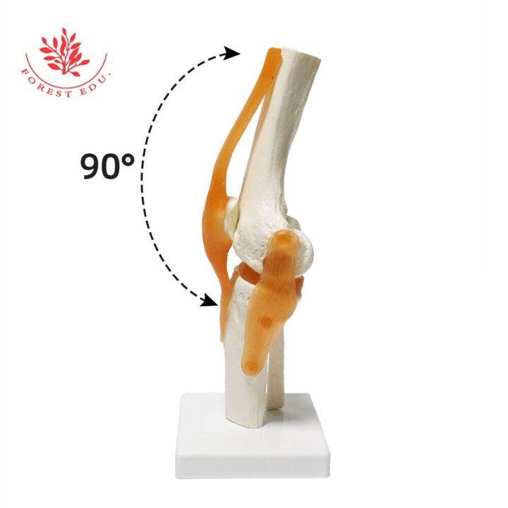 FRT029 Teaching Resources Flexible Life Size Knee Joint Model Bone with ...