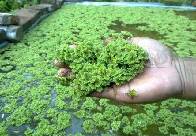 ☘Azolla tinggi protein | Lazada