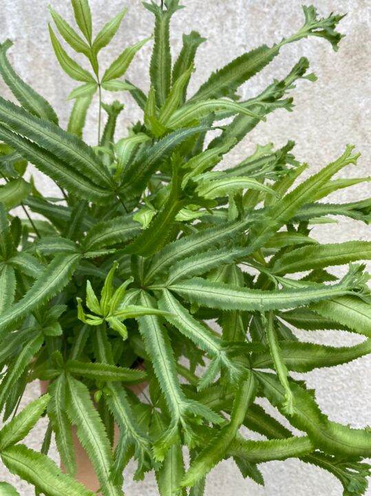 Fern. Pteris Cretica 'Mayi'/ Table Fern/ Ribbon Fern/Cretan Brake ...