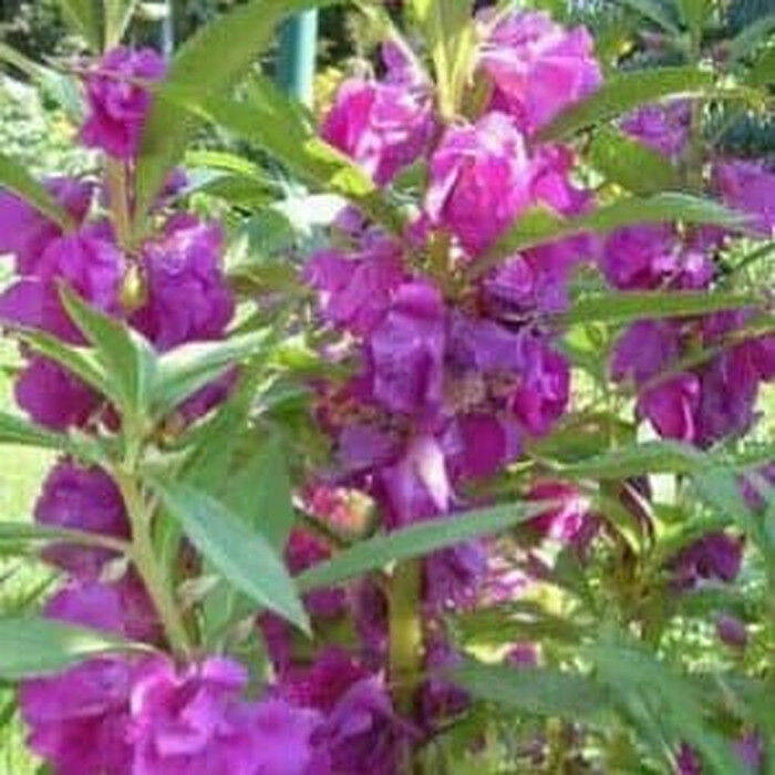 Pohon pacar air - Tanaman Pacar Air - pohon kembang pacar - bunga pacar ...