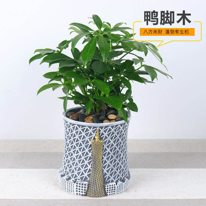 Duck feet wooden scandent schefflera stem and leaf of indoor potted ...